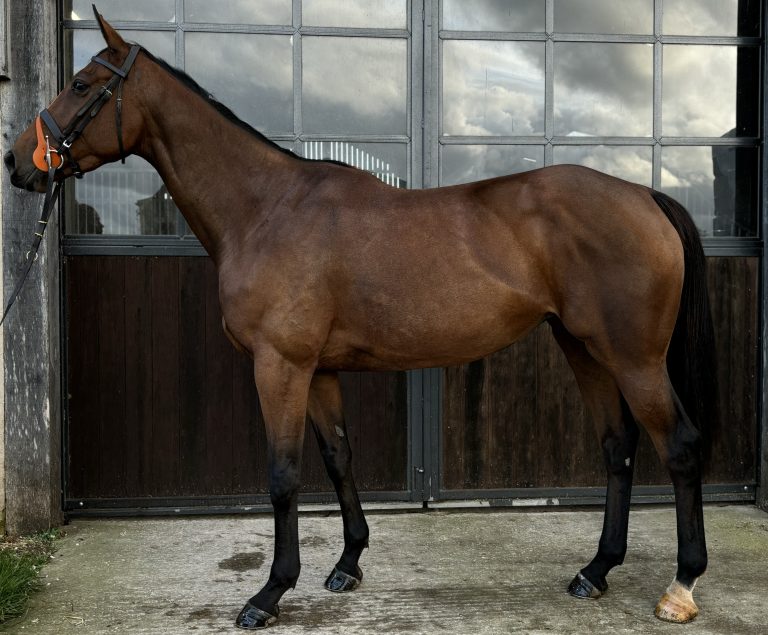 Just Her Type - Max Comley Racing