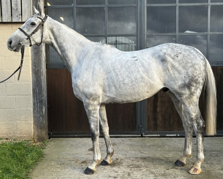 Kaproyale - Max Comley Racing