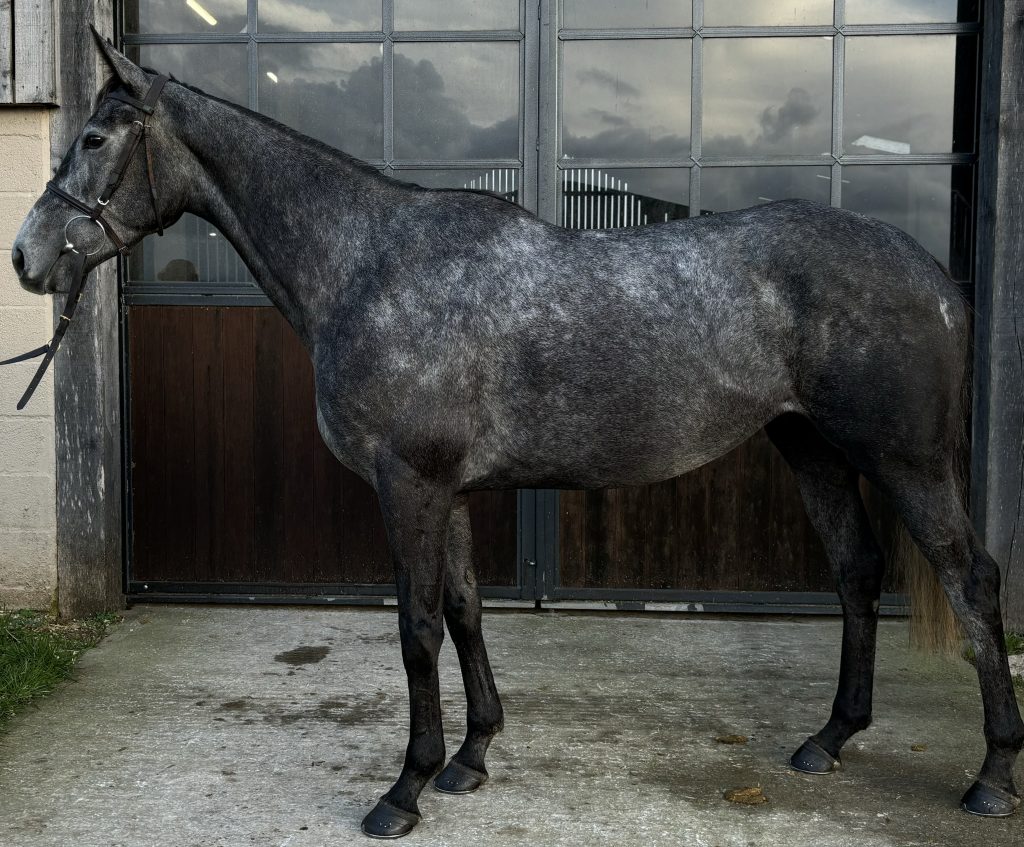 Lady fortune - Max Comley Racing