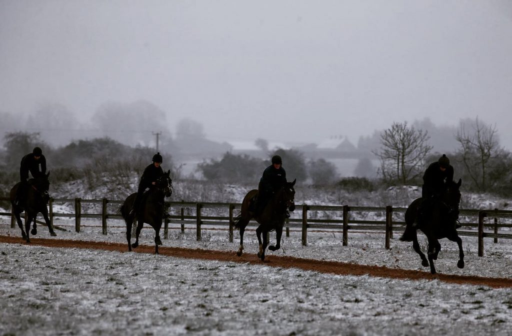 Horses in Training - Max Comley Racing